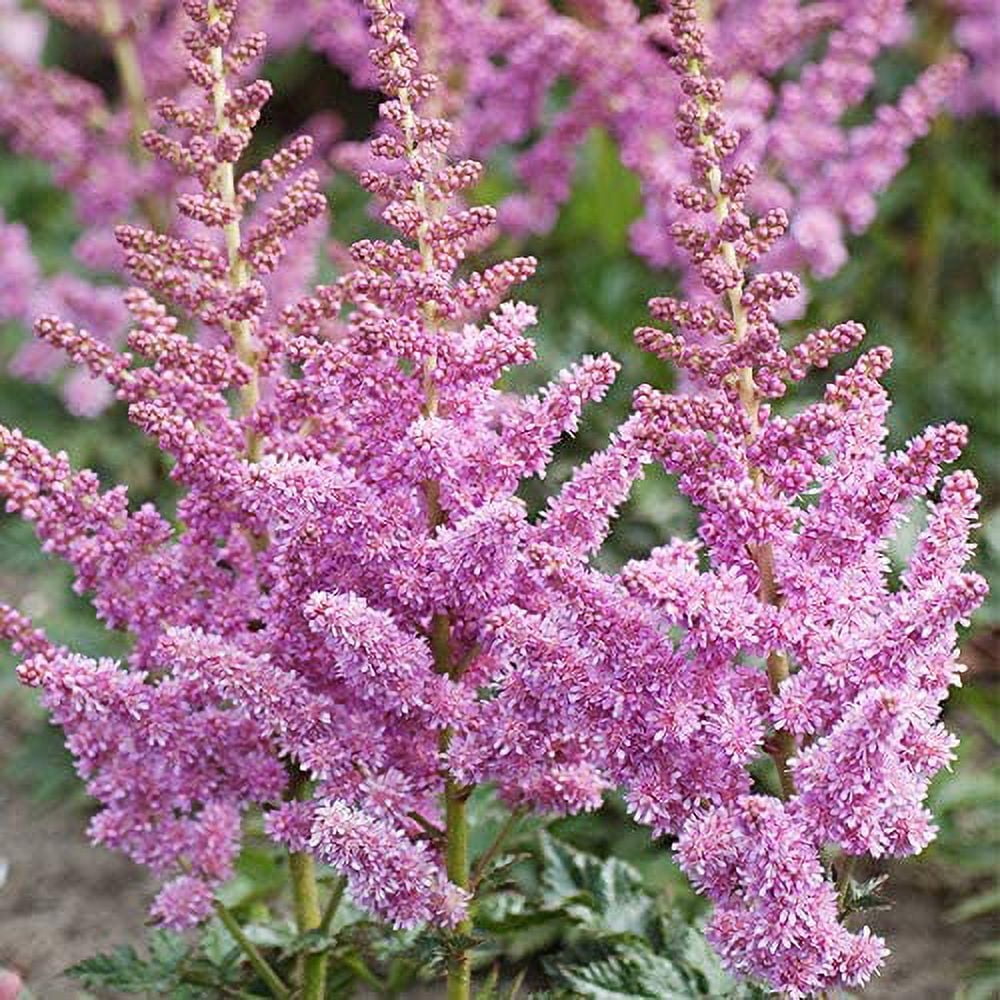 Visions Astilbe Flower Root - Attracts Butterflies and Hummingbirds ...