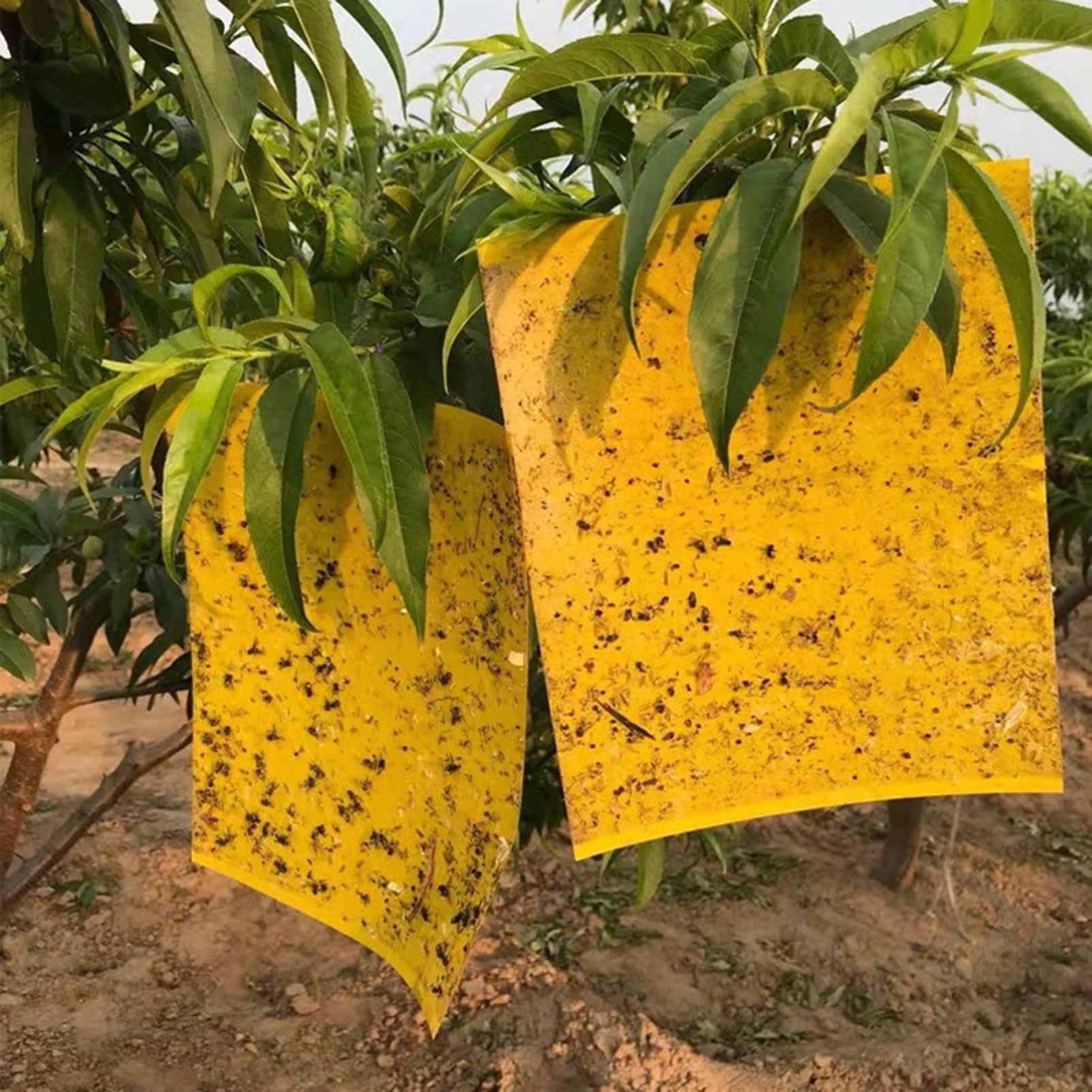 Visland 10PCS Sticky Traps Fly Paper, Dual-Sided Fruit Fly Traps Fungus ...