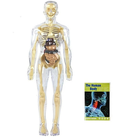 Visual Biology Study Set With Articulated Skeleton For Group Activities ...