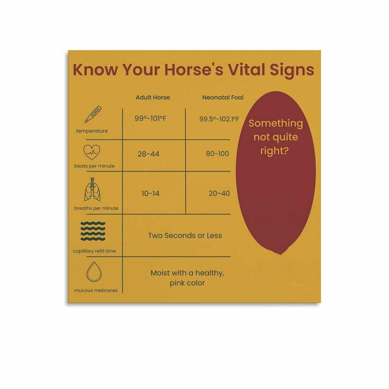 Vital Signs In Horses Knowledge Poster Veterinarian Guide (1) Canvas ...