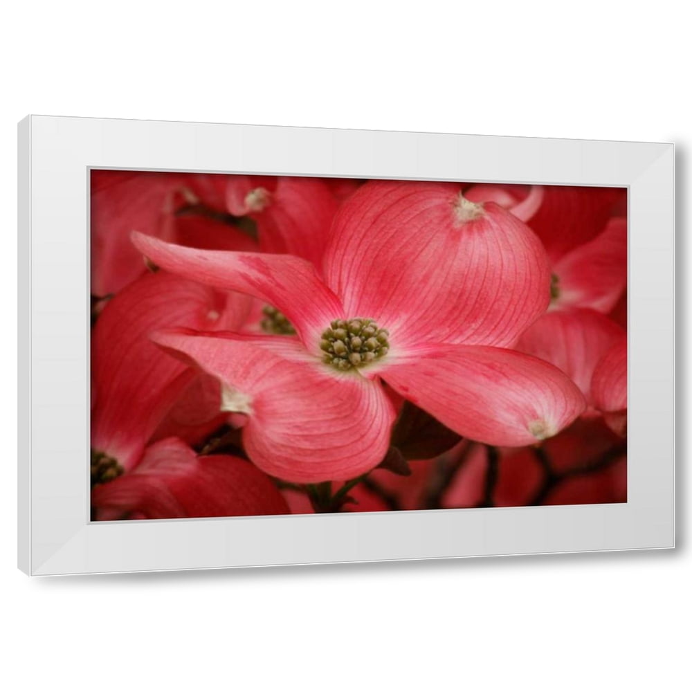 Vitaly Geyman 24x17 White Modern Wood Framed Wall Art Titled - Dogwood ...