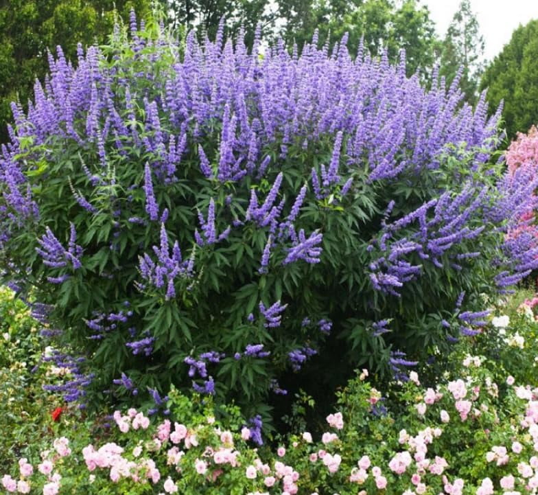 Vitex Chaste tree - Live Plants - Lilac Chasteberry - Walmart.com