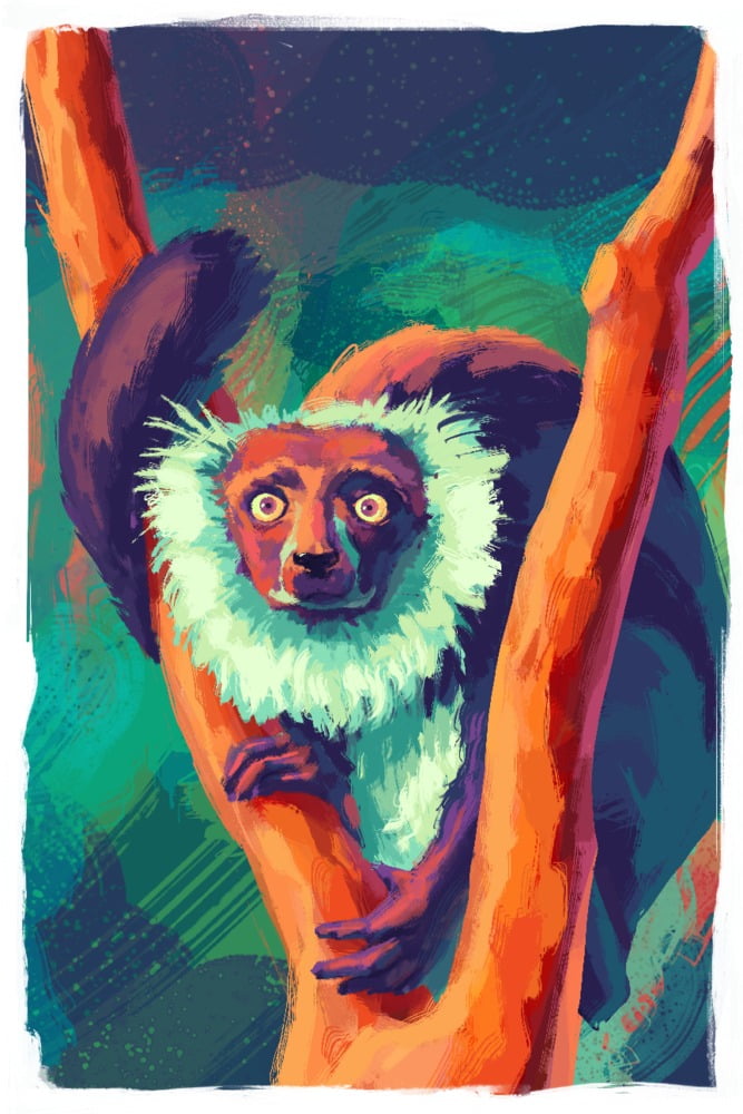 Vivid, Black and White Ruffed Lemur (24x36 Giclee Gallery Art Print ...