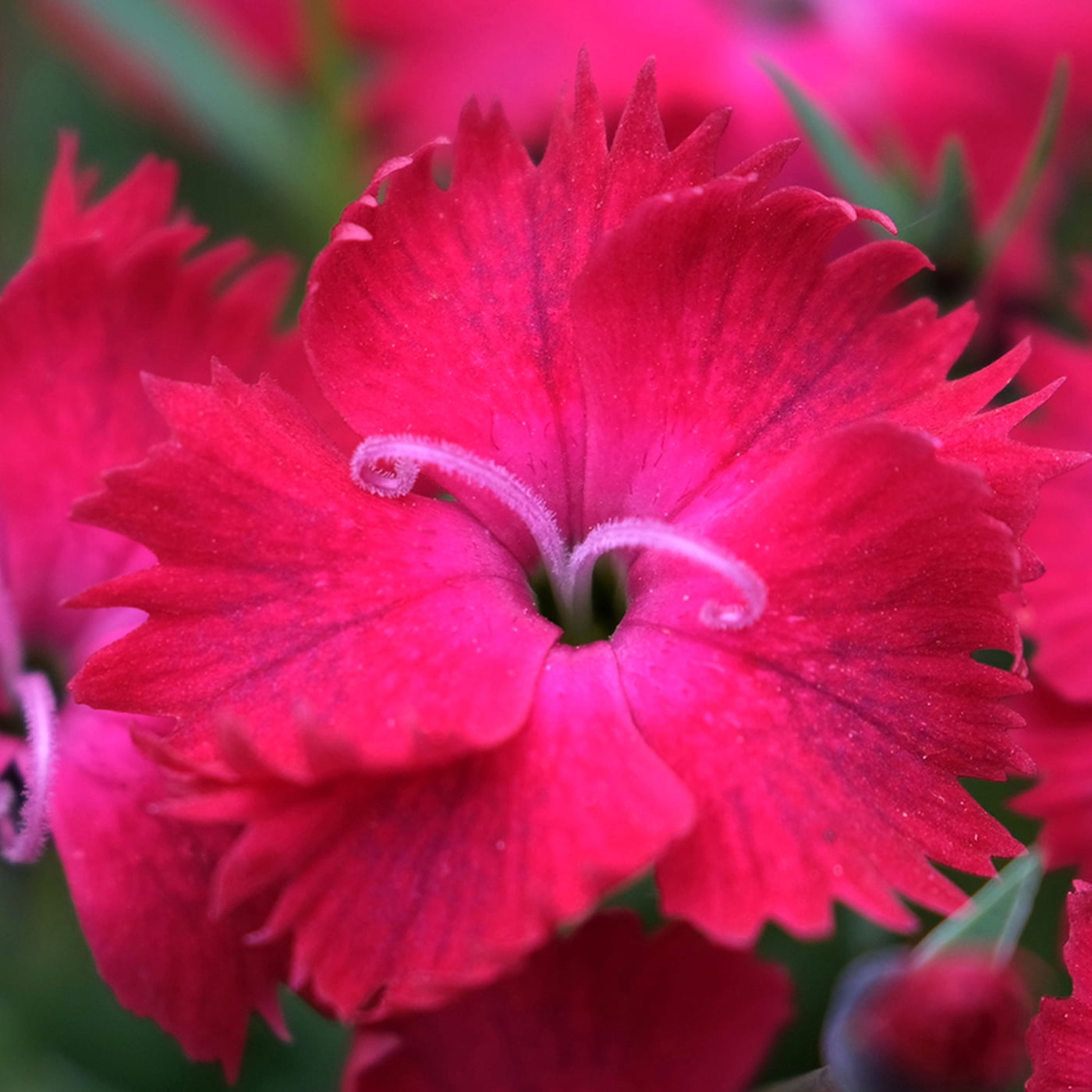 Vivid™ Cherry Charm Dianthus - Colorful Perennial Live Plant for ...