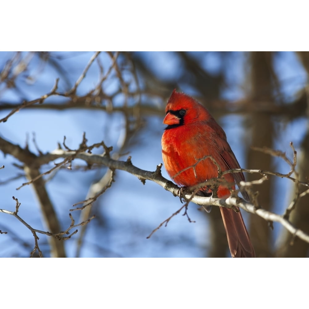 Vivid red Cardinal sitting on a tree branch with a beautiful blue sky ...