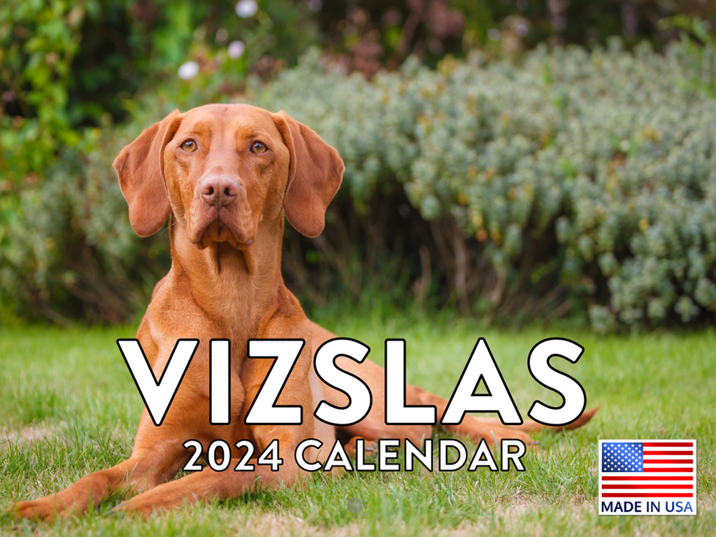 German Shorthair Pointer Calendar 2018 - Dog Breed Calendar - Wall ...