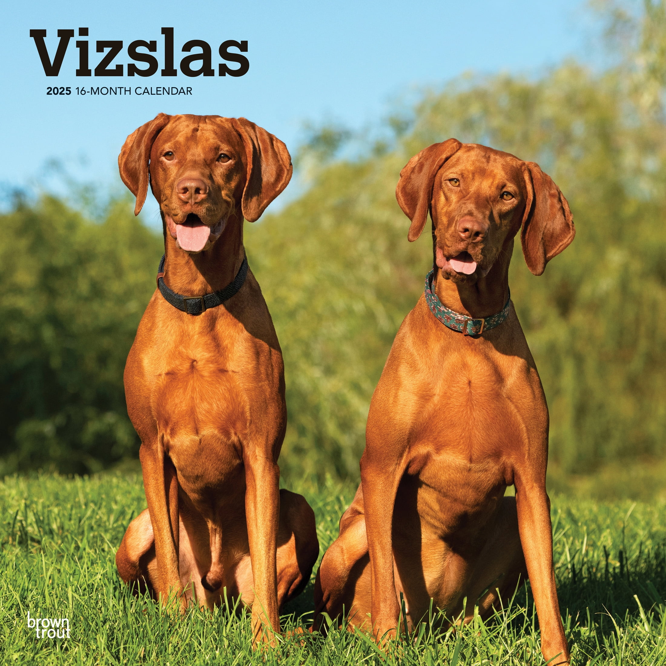 Vizslas | 2025 12x24 Vizslas | 2025 12x24