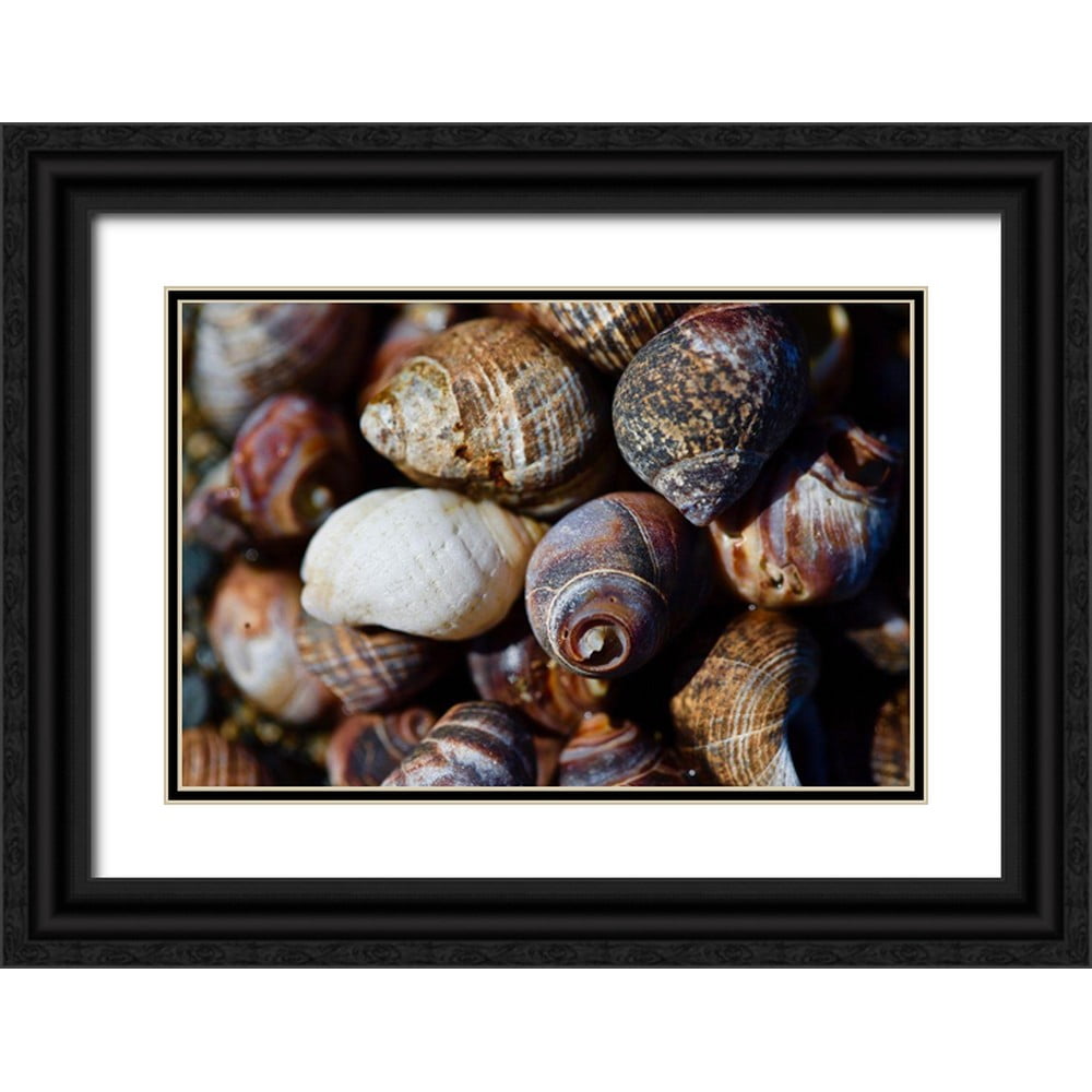 Vizvary, Susan 14x11 Black Ornate Wood Framed with Double Matting ...
