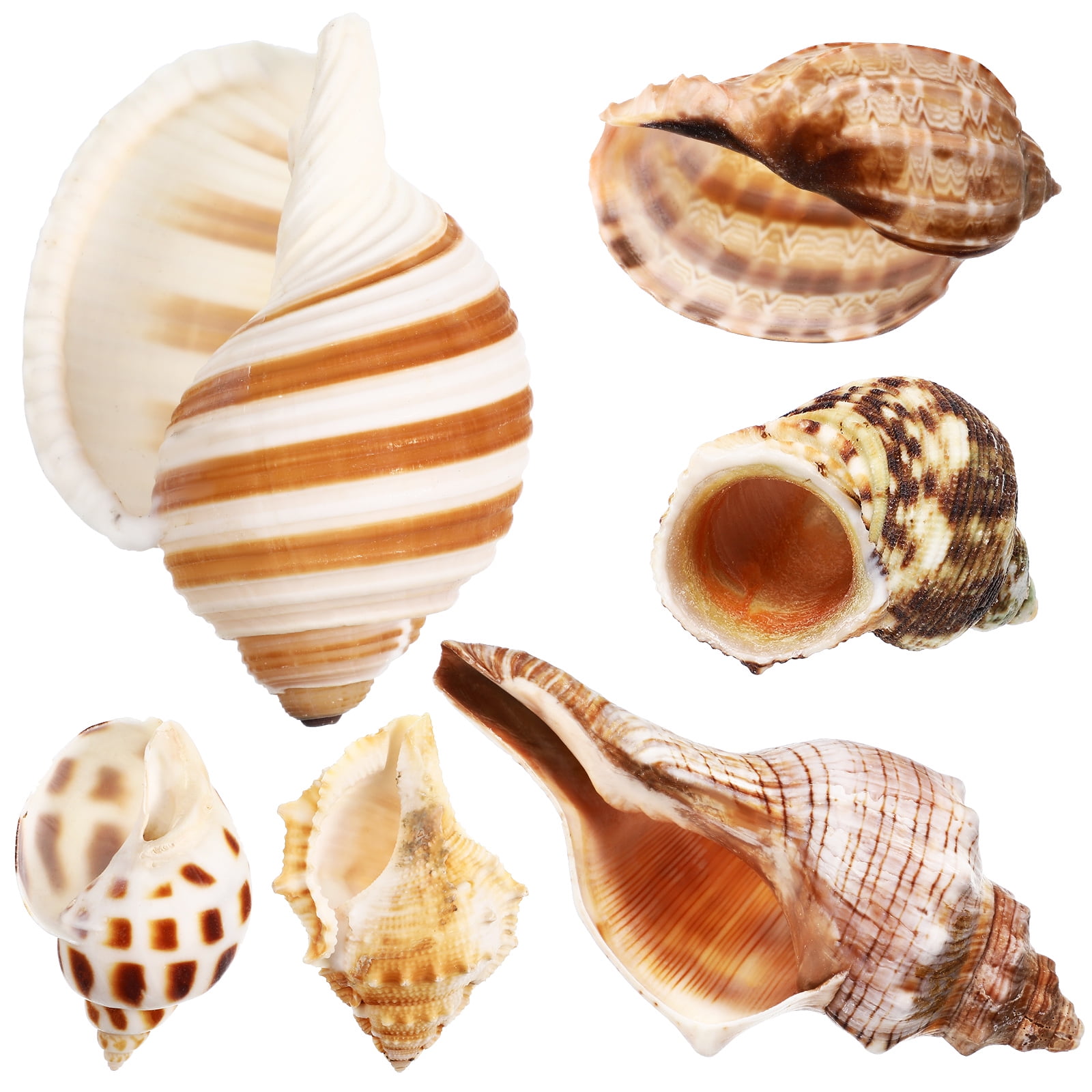 Voiceine 6 Pcs Conch Shells Hermit Crab Shells Sea Conch Hermit Crab ...