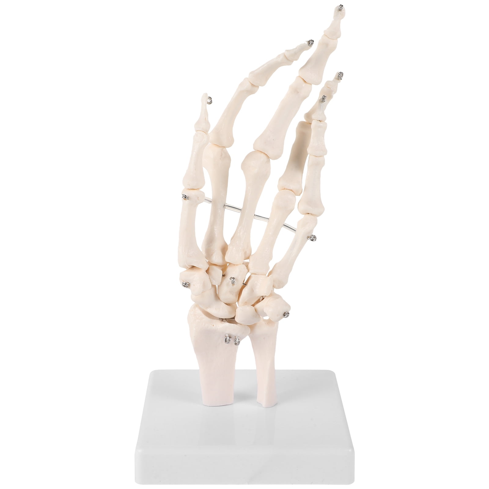 Voiceine Human Hand Skeleton Model Labs Hand Joint Simulation Model ...
