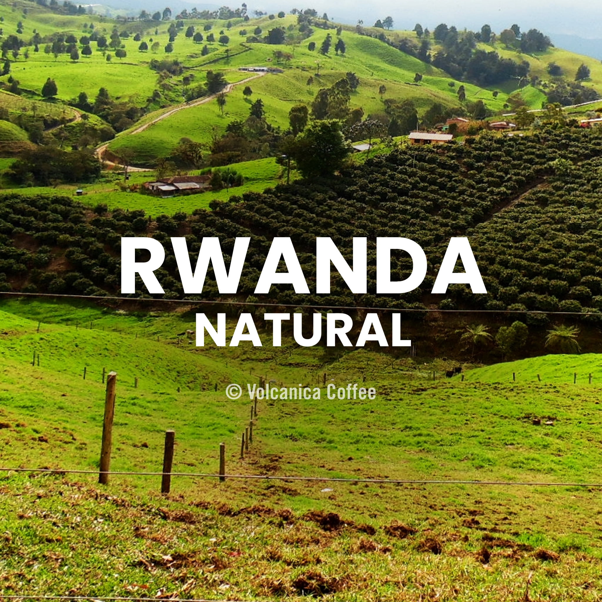 Volcanica Coffee Rwanda Natural Coffee - 16 Oz. / Drip Grind - Walmart.com