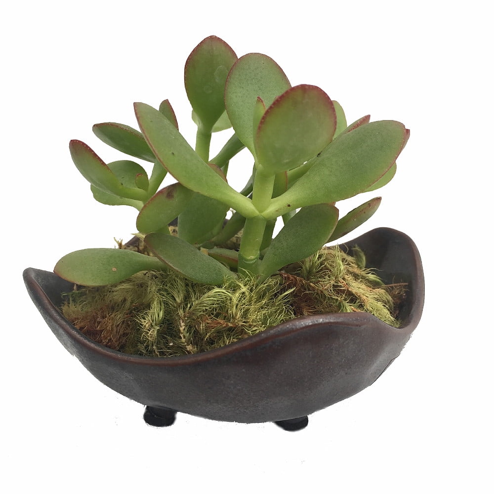 Volcano Bowl Planter with Live Plant - Dark Brown - 4" x 4.75 ...