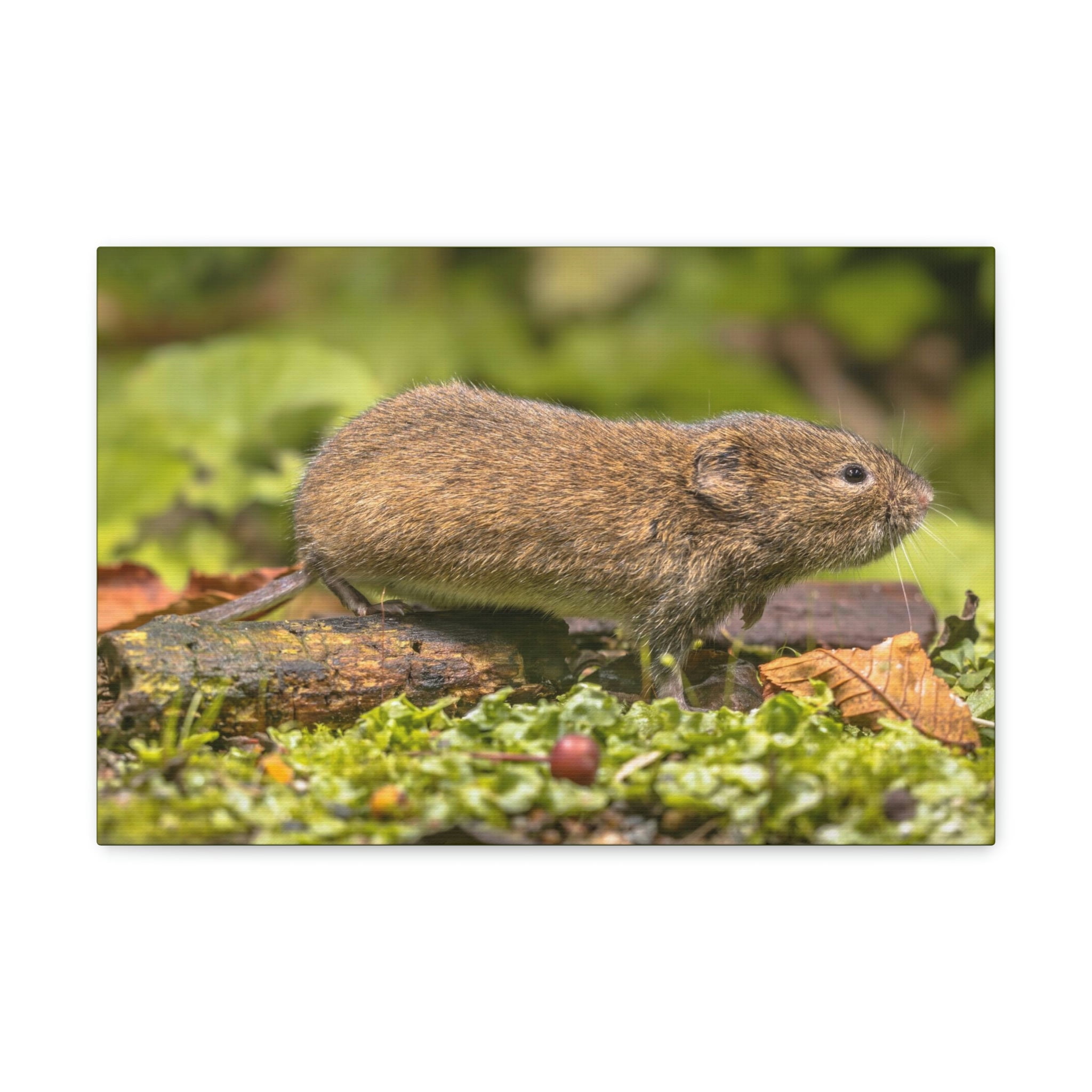 Vole Hunting Vole on Hunt Print Animal Wall Art Wildlife Canvas Prints ...