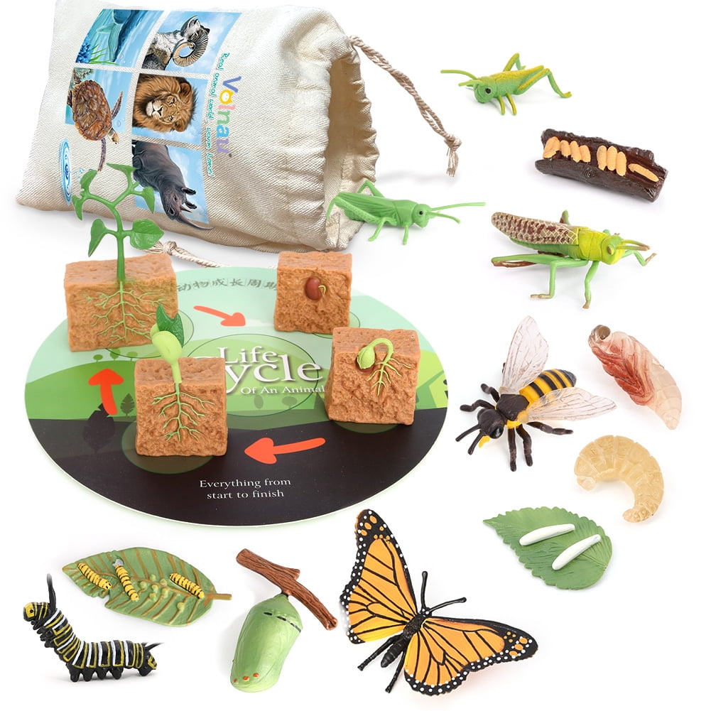 Volnau Animal Figurines Toys 16PCS Life Cycle Set Plant Locust ...