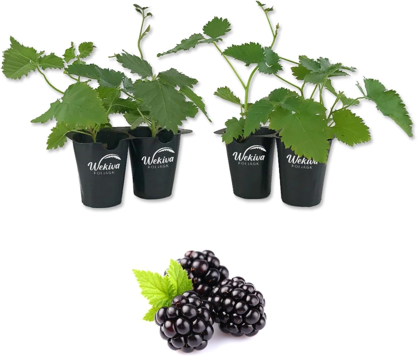 Von BlackBerry Plant - 4 Live Starter Plants - Rubus - Fruit Trees for ...