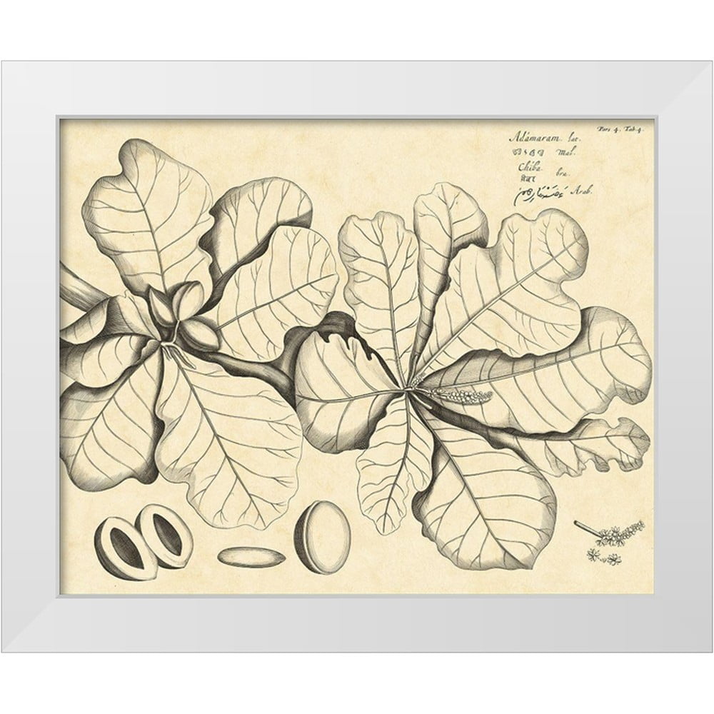 Von Drakenstein, H. 18x15 White Modern Wood Framed Museum Art Print ...