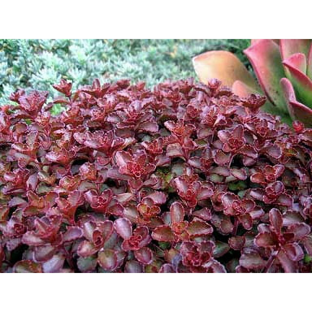 Voodoo Sedum - Stonecrop - Magic in the Sun - Quart Pot - Walmart.com