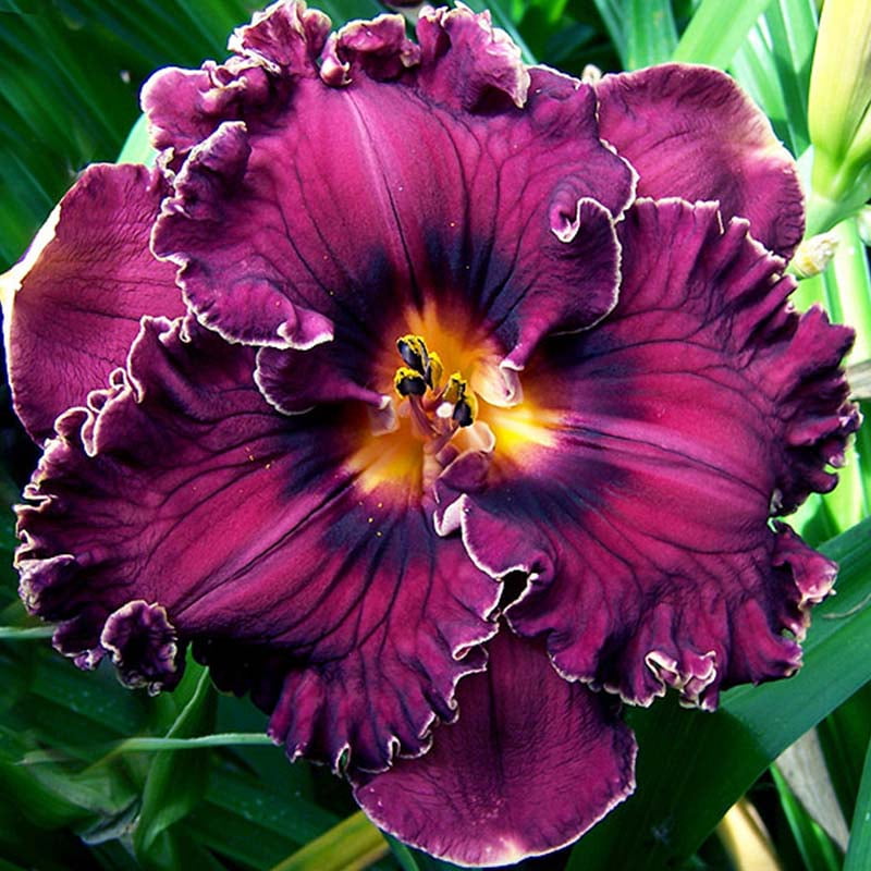 Voyager Daylily Flower Bulb - Naturalizing - Perennializing - Easy to ...