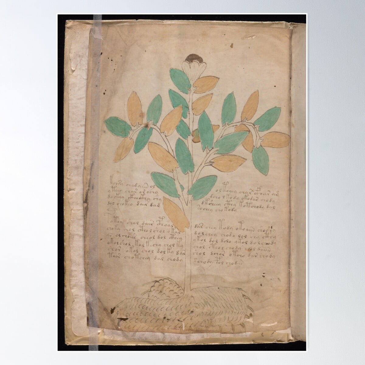 Voynich Manuscript Book Cover Illustrated Codex Green And Yellow Leaves ...