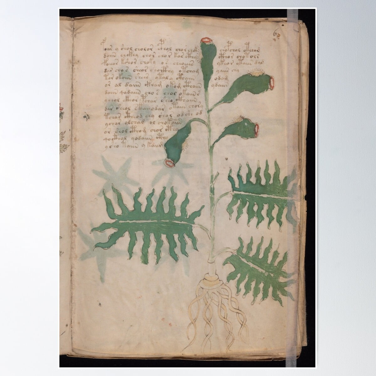 Voynich Manuscript Book Cover Illustrated Codex Green Leaf And Flower Poster Wall Art, Modern ...