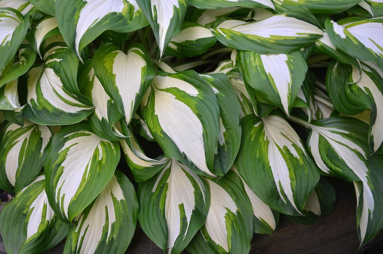 Vulcan Hosta Plants - Healthy Rootstock (1 Plant) - Walmart.com