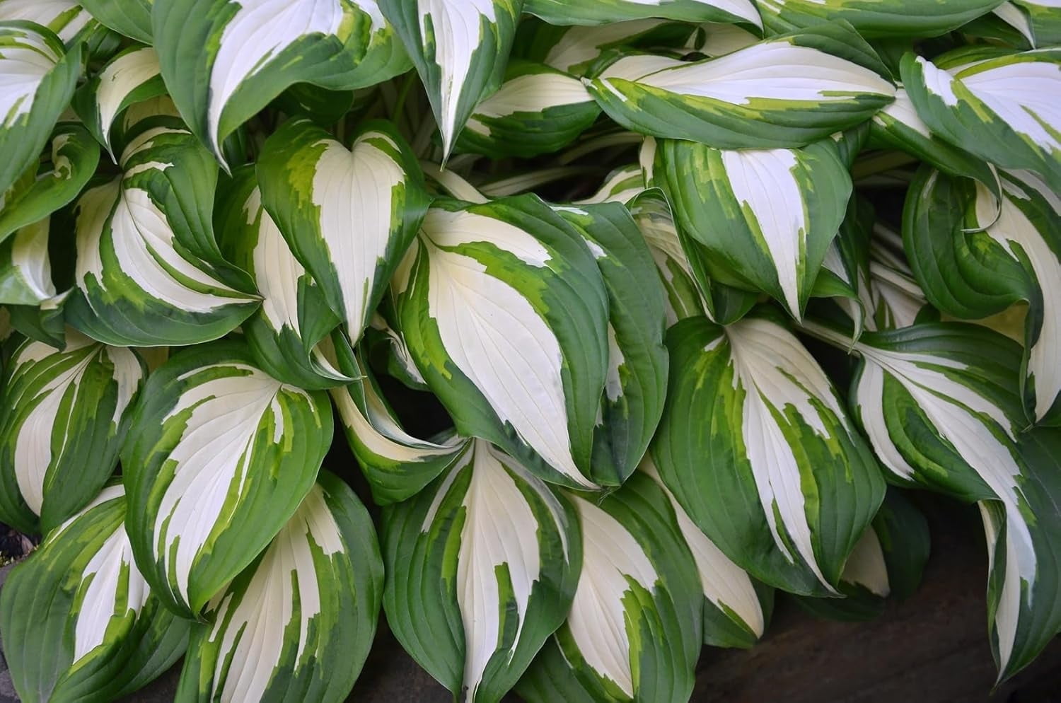 Vulcan Hosta Plants Healthy Rootstock 5 Plants - Walmart.com