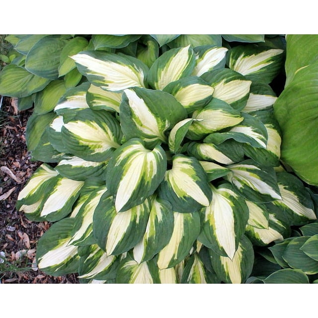 Vulcan Hosta - Shade Perennial - Live Plant - Quart Pot - Walmart.com
