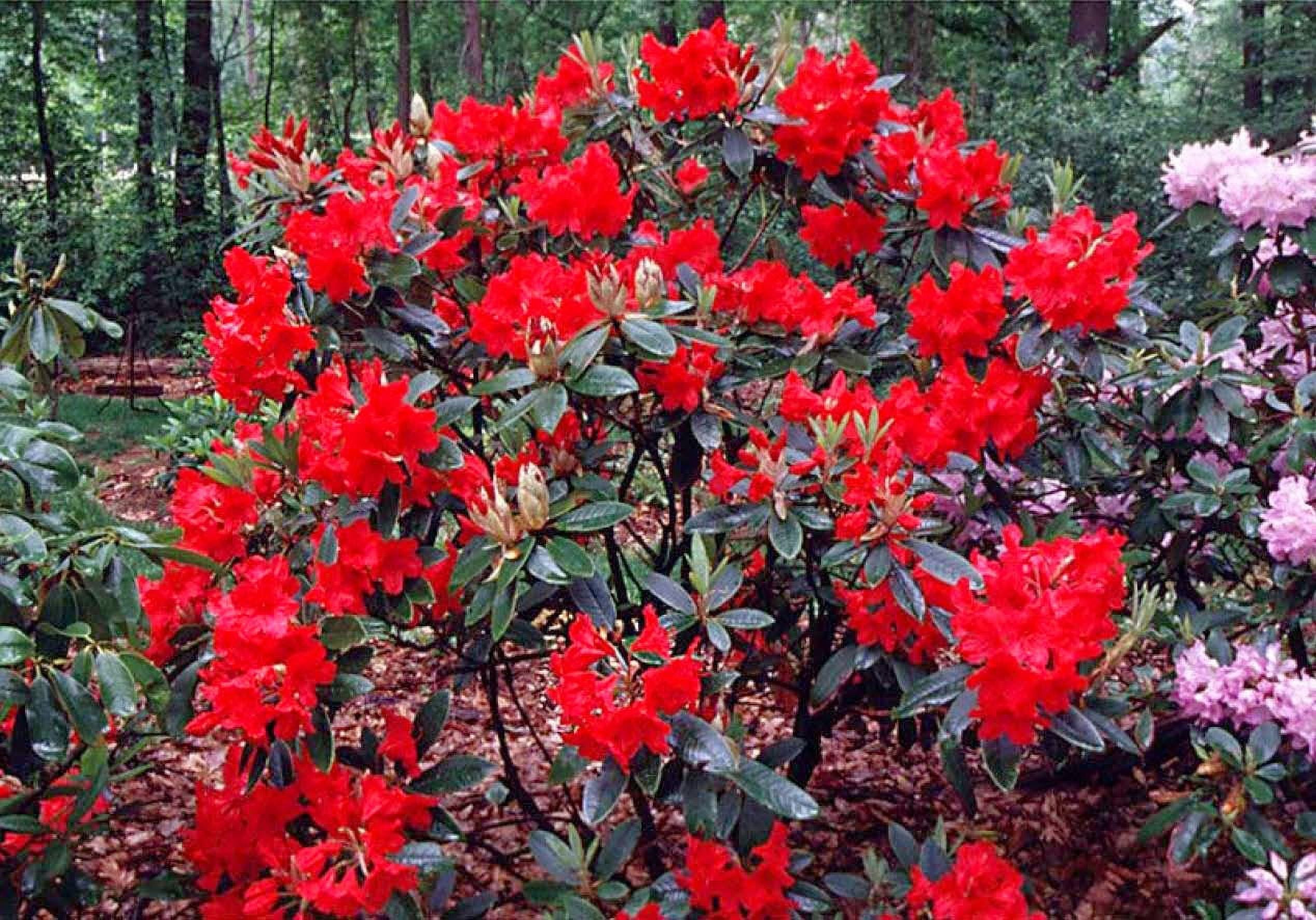 Vulcan's Flame Rhododendron - Fire Red Blooms - 2.5" Pot - Walmart.com