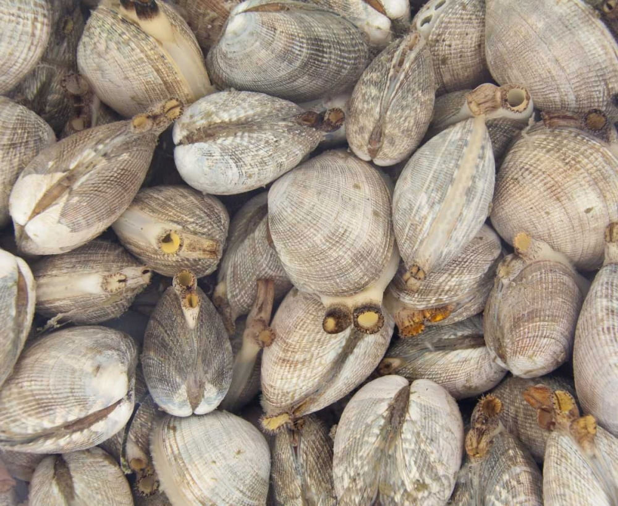 WA, Puget Sound Bucket of live Manila clams by Don Paulson (24 x 18 ...