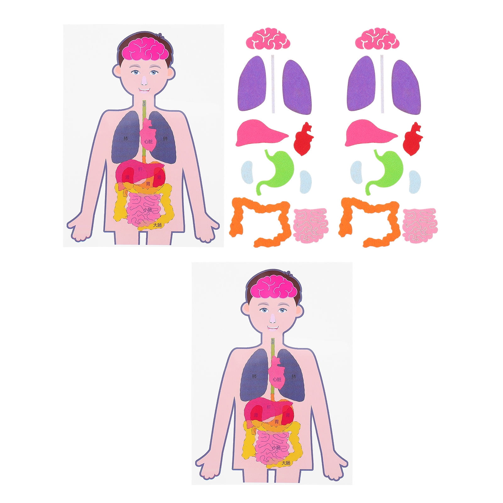 WASHWEPE 2Sets Anatomy and Physiology Study Tools in Human Organs Shape ...