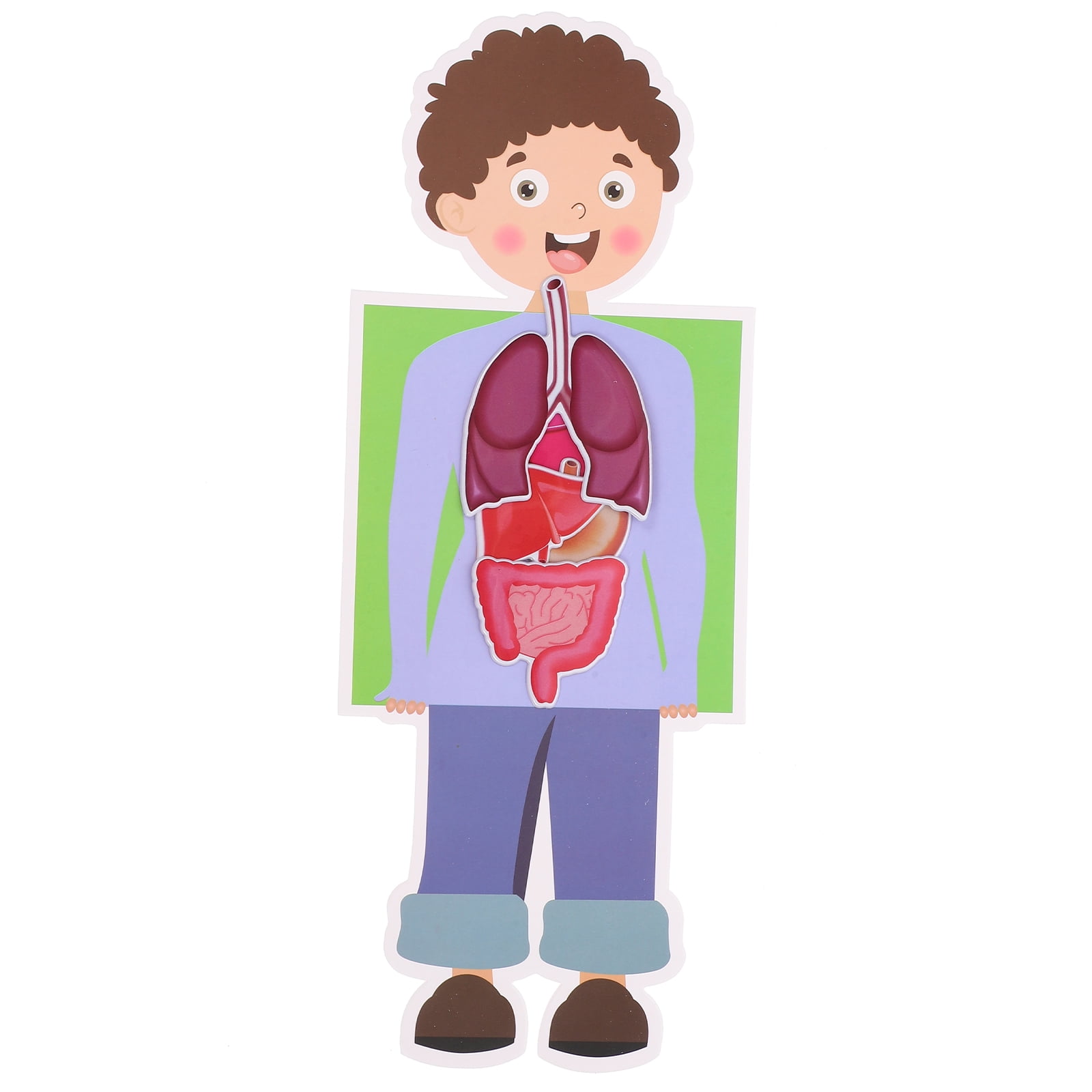 WASHWEPE DIY Human Organ Model Toy 11.4X4.5X0.04Inch Paper Material For ...