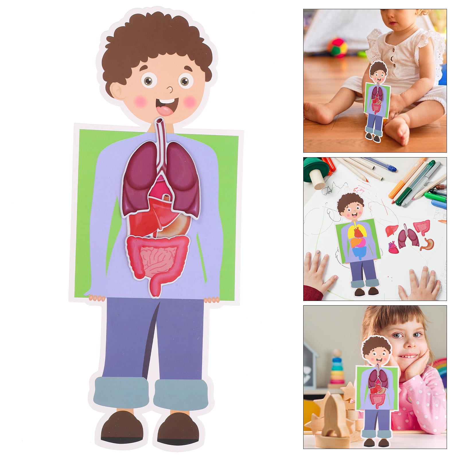 WASHWEPE Diy Human Organ Model Toy 2 Sets For Teachers And Parents ...