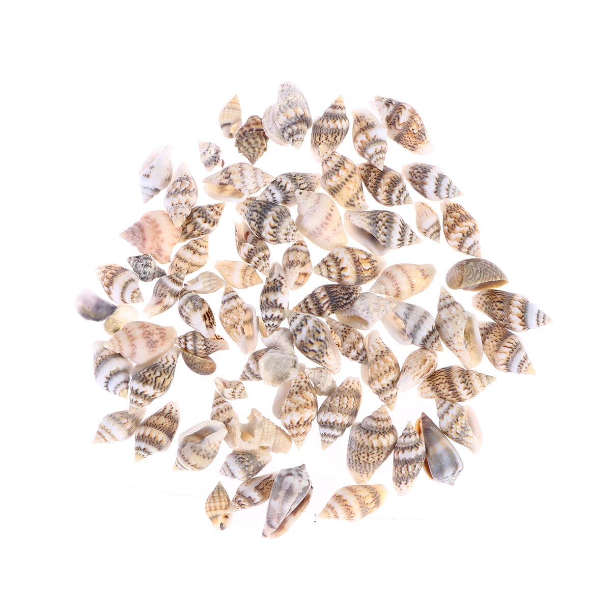 WAXIAYU 250PCS Small Conch Home Decoration Natural Seashell Decor ...