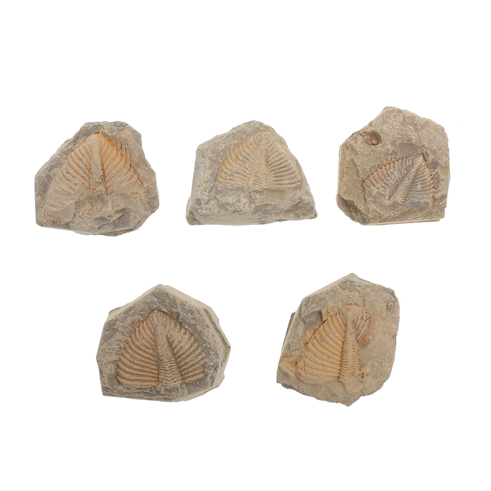 Trilobite Model for Decoration 5 Pieces Light Brown Statuette Samples ...