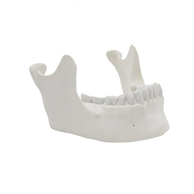 WE-POLUJ 1:1 Lower Jaw Model Mandible Anatomy Inferior Maxilla ...