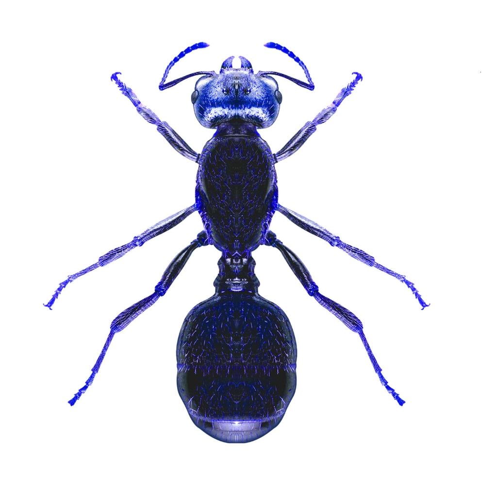 WE-POLUJ Metal Colorful Ant Sculpture Wall Art Decor Insect Colorful ...