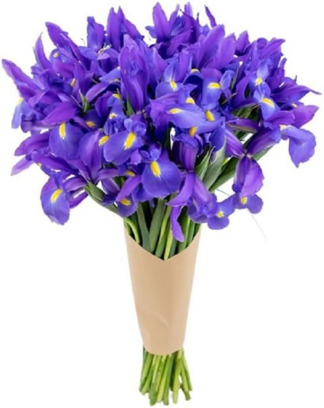 WEDDING COLLECTION - 40 Iris Telstar Blue I Gift for Birthday ...