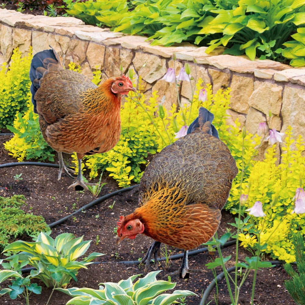 WEISIPU 2pcs metal chicken yard art Creative Multi-use Realistic Garden ...