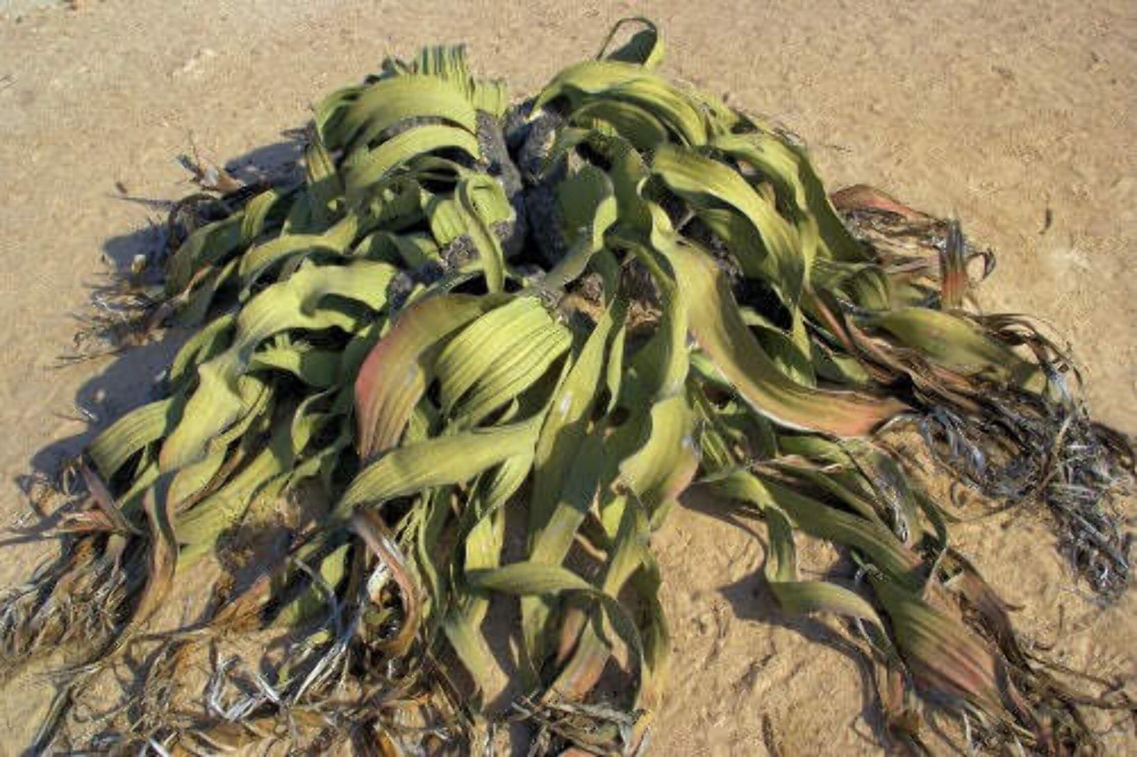 WELWITSCHIA MIRABILIS TREE TUMBO GLOSSY POSTER PICTURE PHOTO BANNER ...