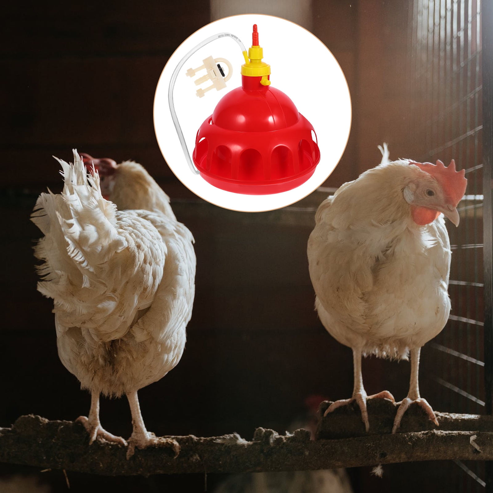 WEUVEB 1Pcs Red Poultry Waterer for Chickens and Pigeons with Thickened ...