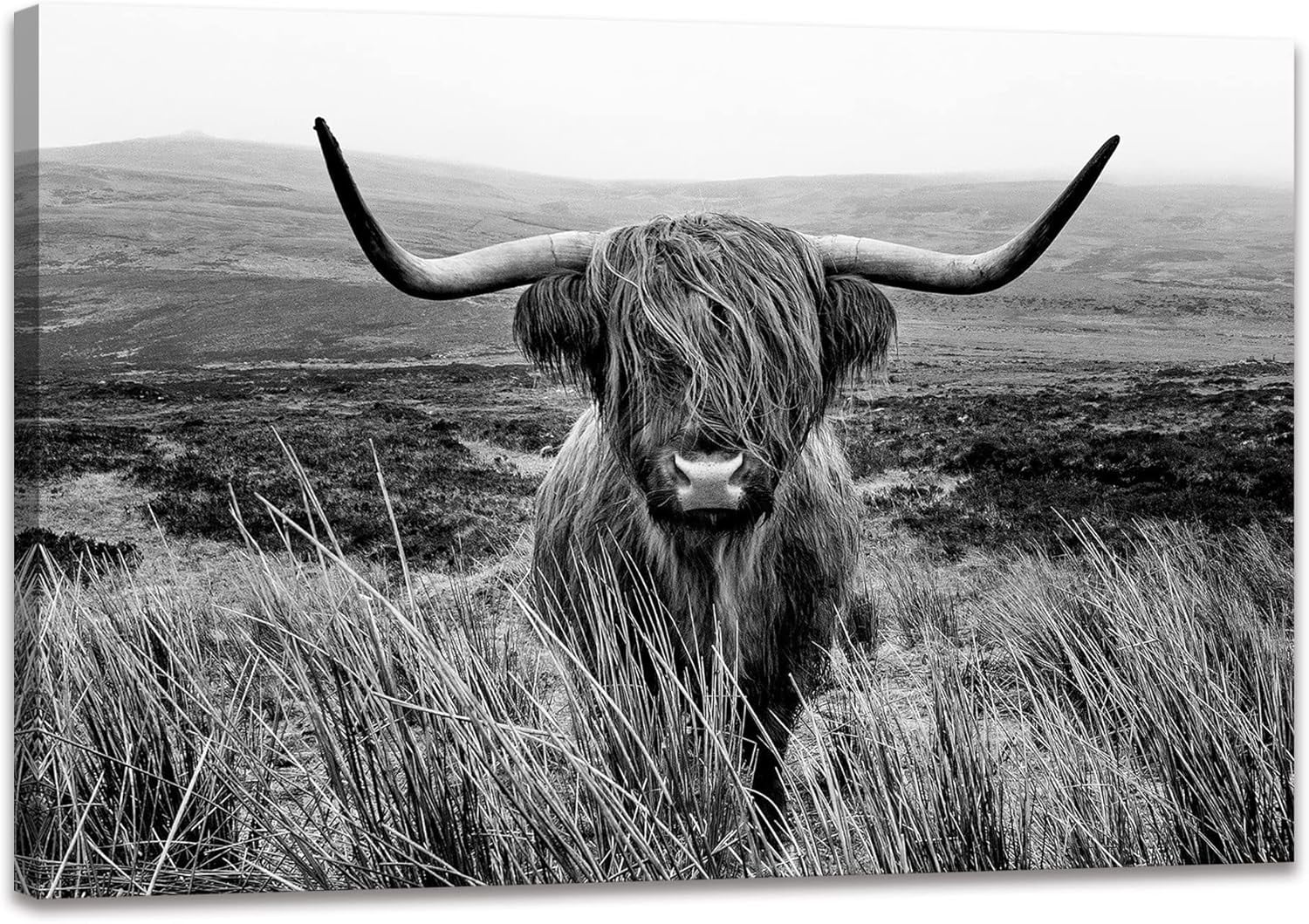 WFSposter Highland Cow Wall Art Black and White Animal Wall Decor ...