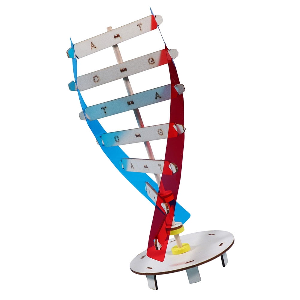 WHAMVOX 1 Set Diy Dna Double Helix Kids Educational Toys Human Double ...
