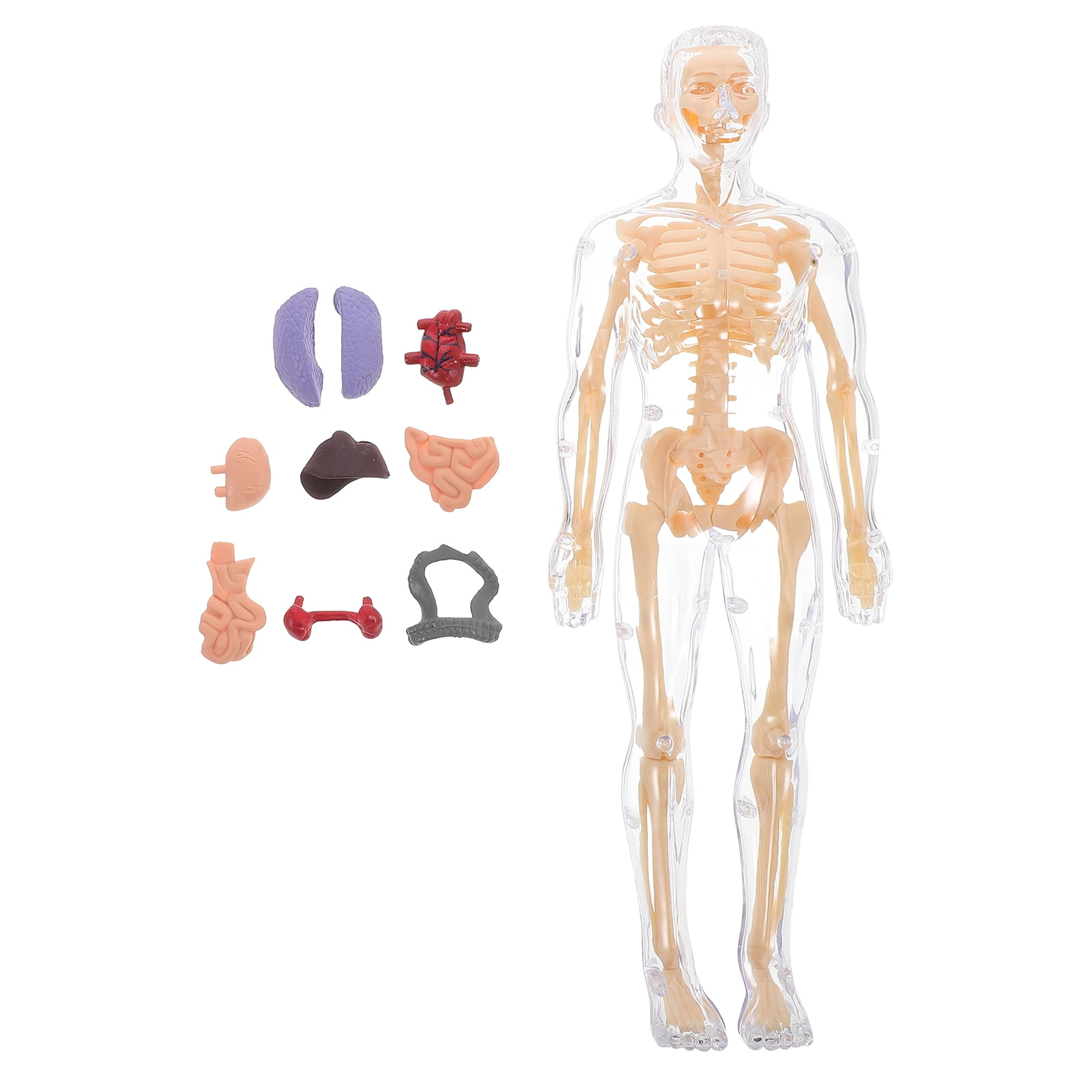 WHAMVOX 1 Set of Interactive Human Body Puzzle for Kids Educational ...