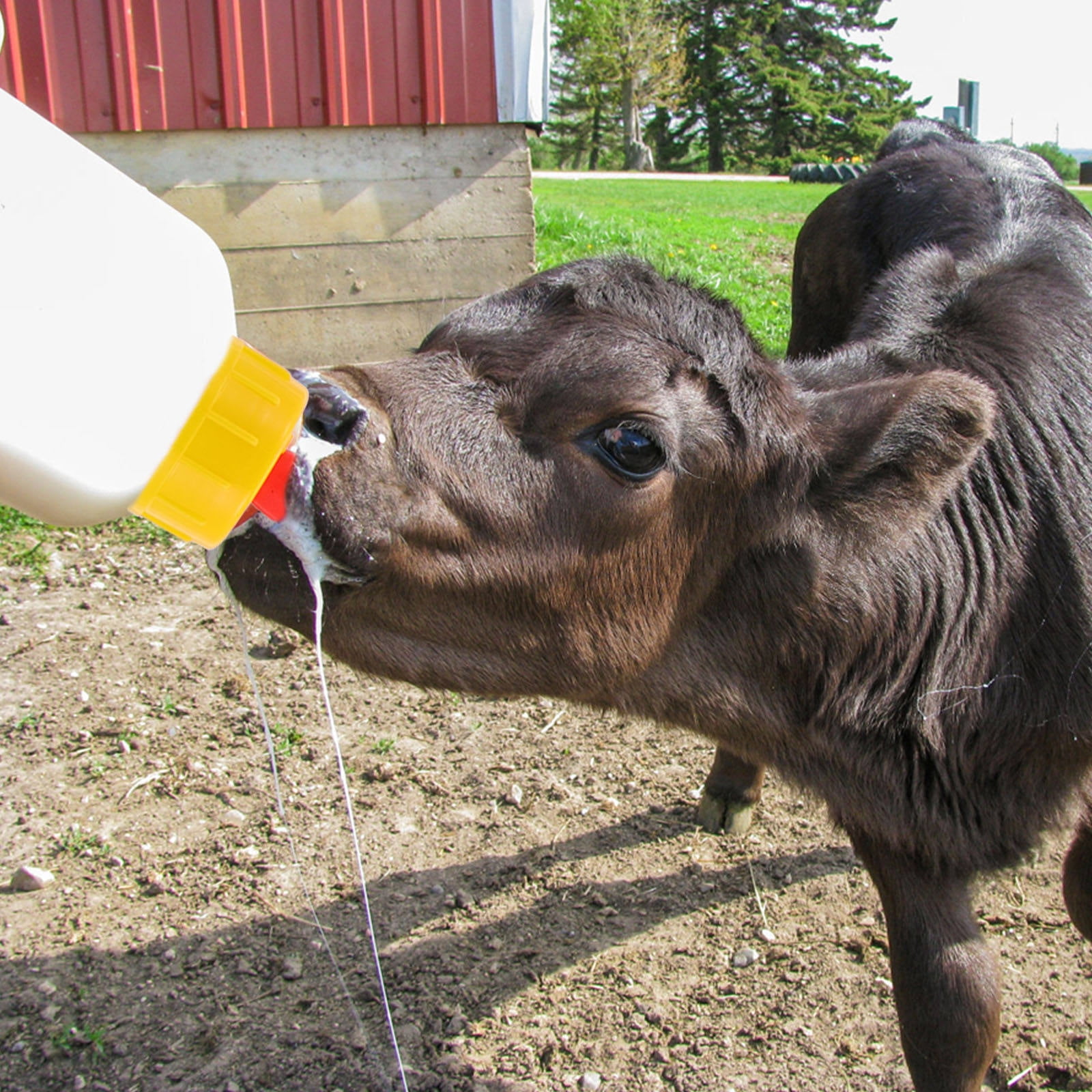 WHAMVOX 10 Sets of Lamb Young Livestock Milk Bottles Sheep Cow Pig Milk ...