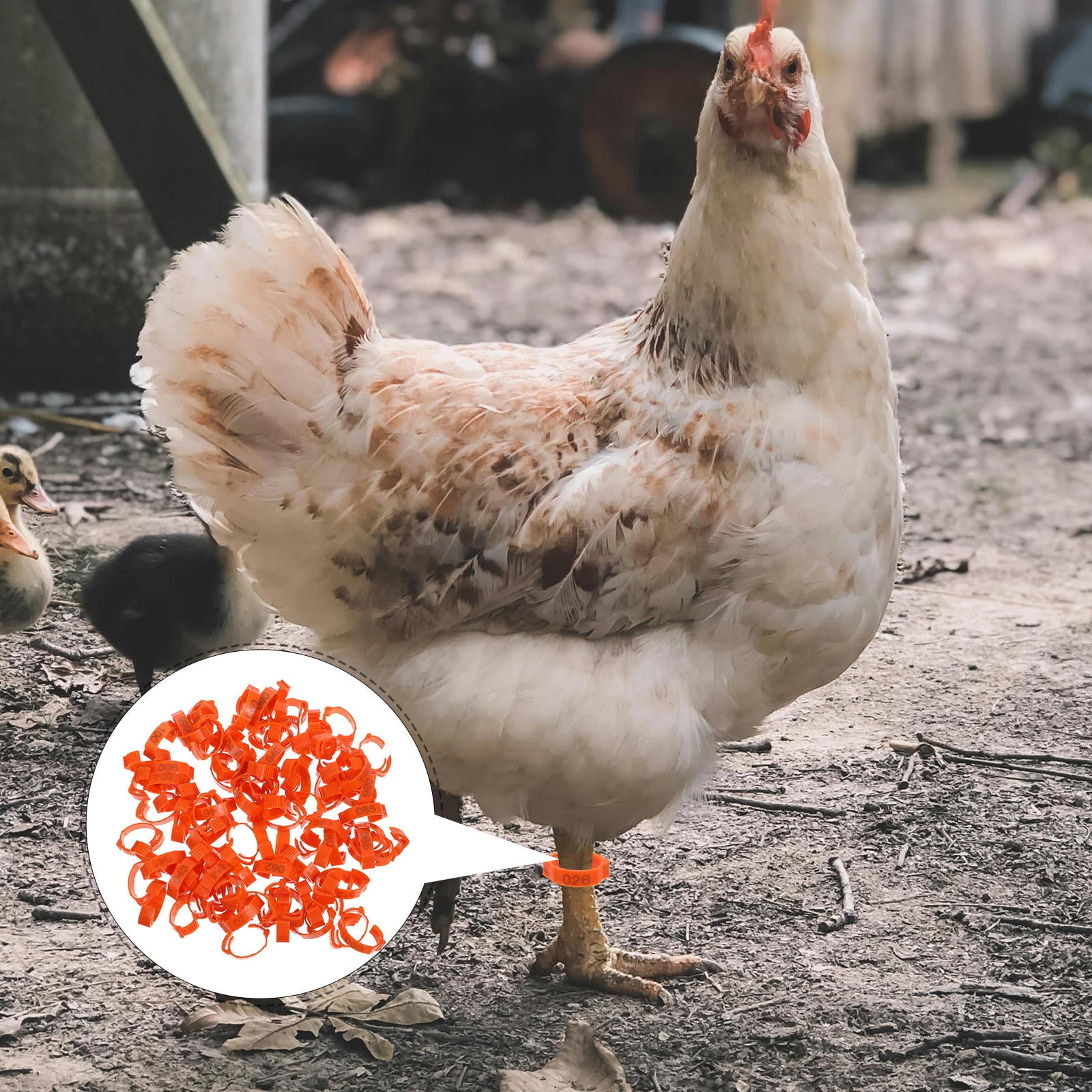 WHAMVOX 100pcs Poultry Identification Rings Decorative Chicken Leg ...