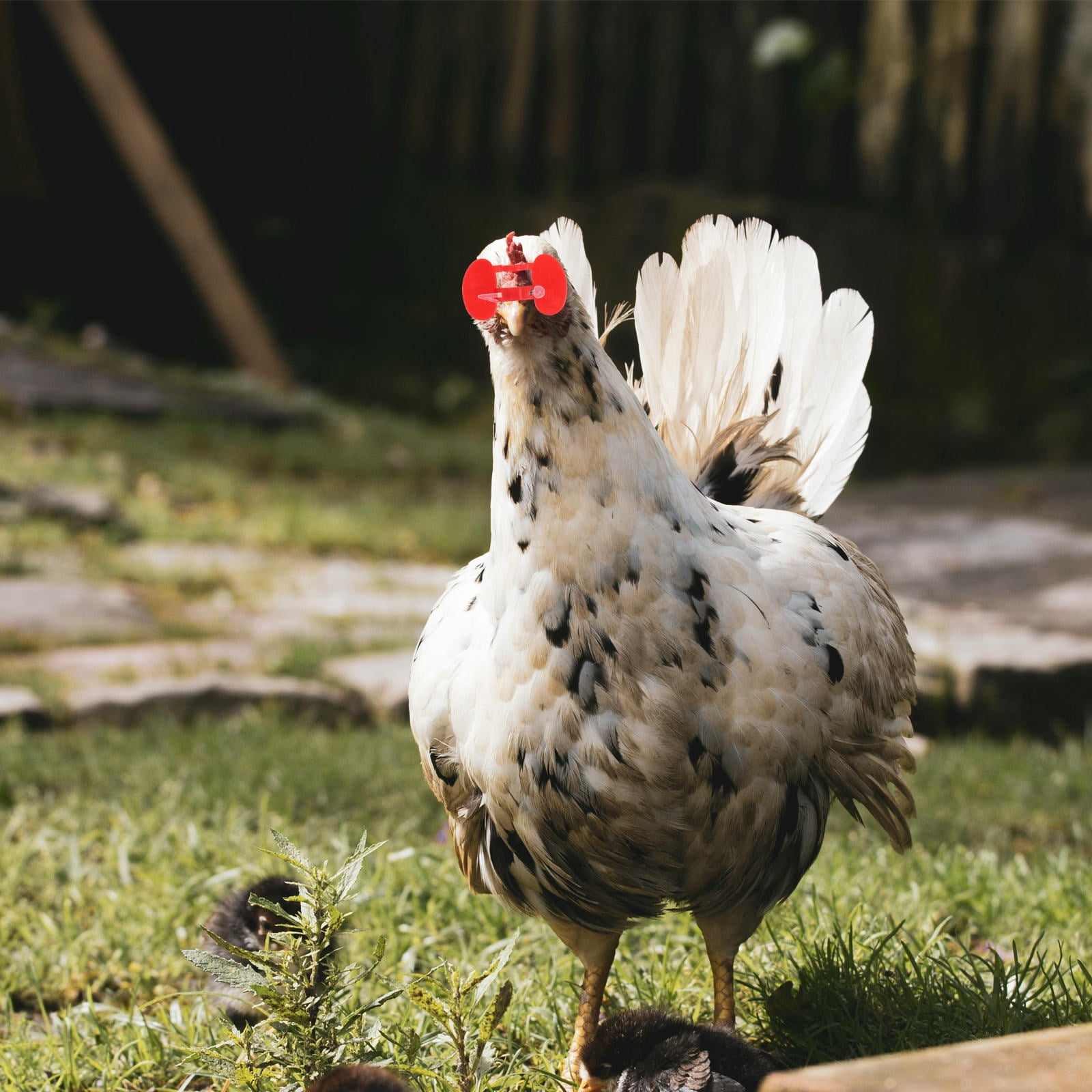 WHAMVOX 300pcs Chicken Eye Protectors Pinless Set Poultry Blinders ...