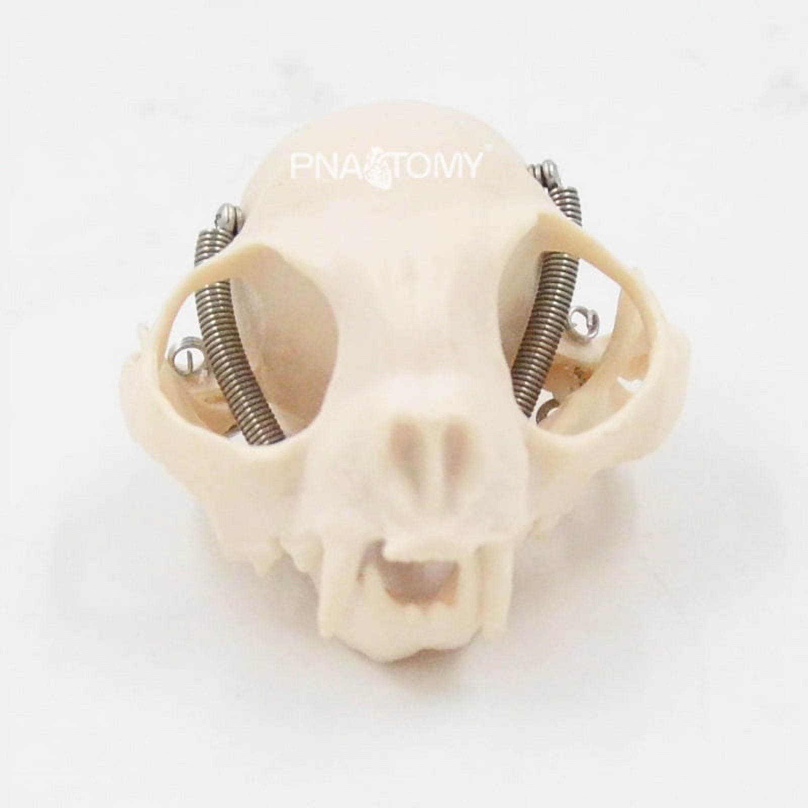 WHAMVOX Cat Skull Skeleton Model Anatomical Model Figurine for Home ...
