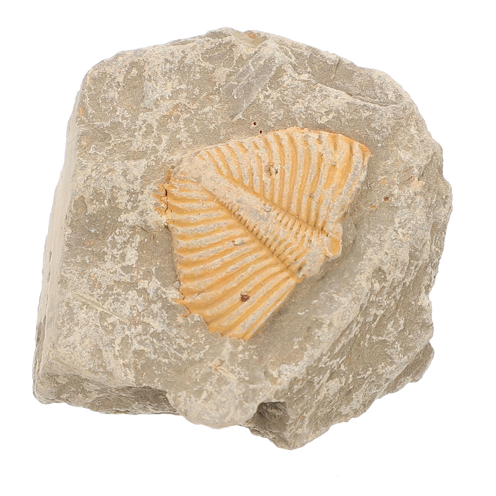 WHAMVOX Children Toys Specimen Kids Trilobite Sample Specimens Student ...