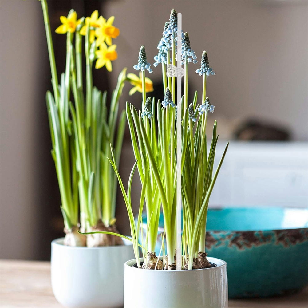 WHAMVOX Clear Acrylic Plant Stakes with Orchid Clips for Plants ...