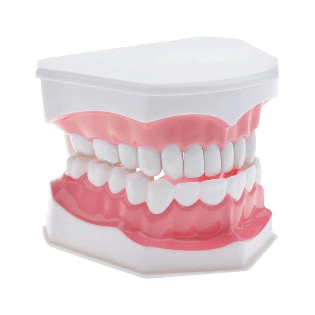 WHAMVOX Plastic Dental Model for Display with Lifelike Teeth Shape and ...